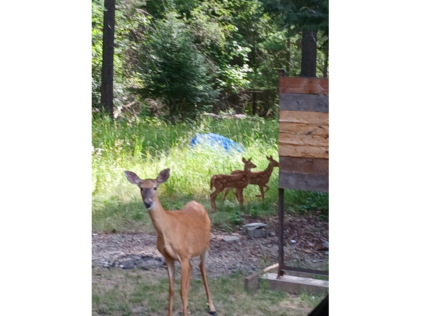 237 S 8th Ave, Ione, WA 99139, 7017470