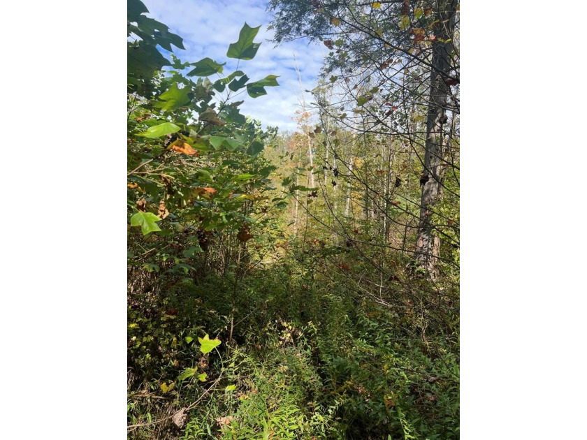 Lake Stephens Branch Rd, Surveyor, WV 25932, 7116148